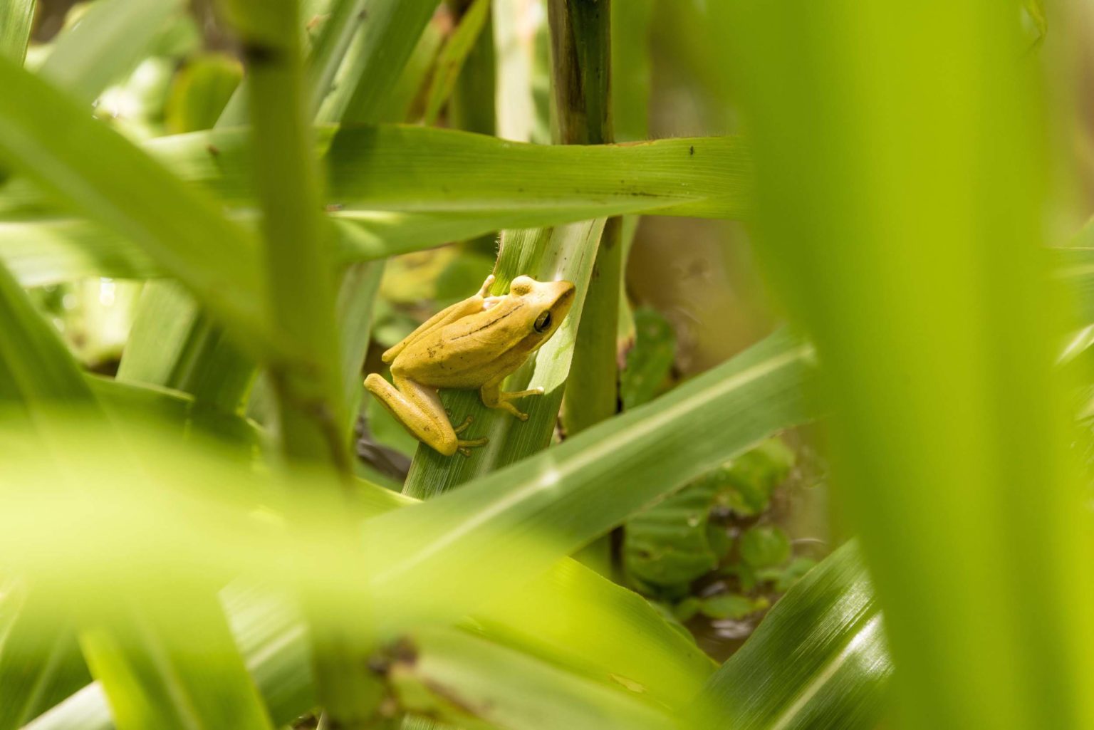 Luxury Amazon Cruise | Zafiro Amazon Cruise